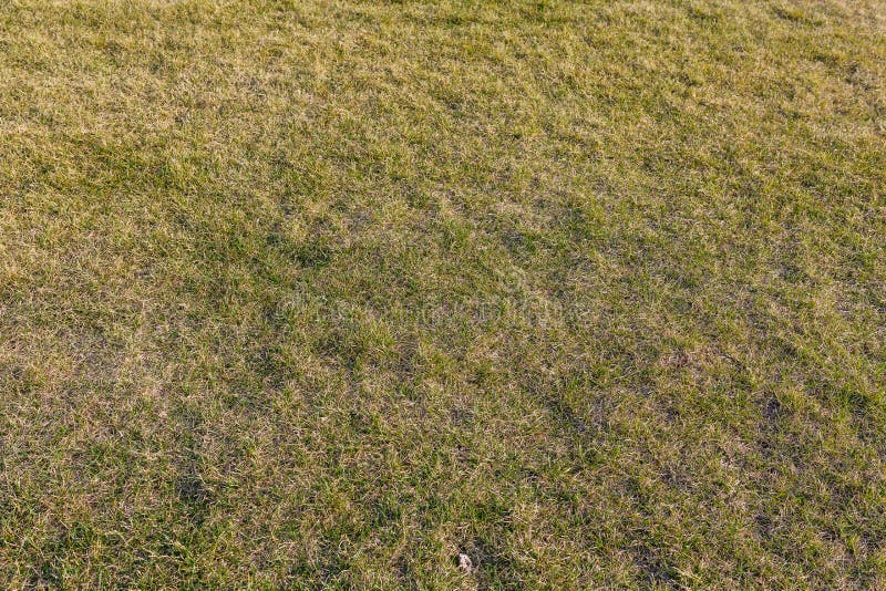 Ground Texture with Dry Grass and Small, Rare Tufts of Green Plants ...