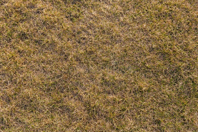 Ground Texture with Dry Grass and Small, Rare Tufts of Green Plants ...