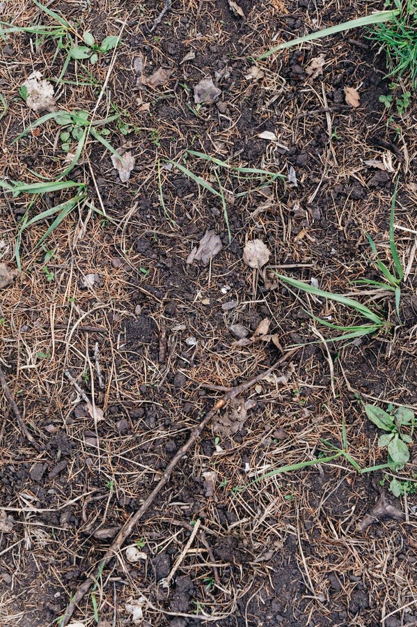 Ground Texture in the Forest with a Leaves and Tree Roots. Autumn ...