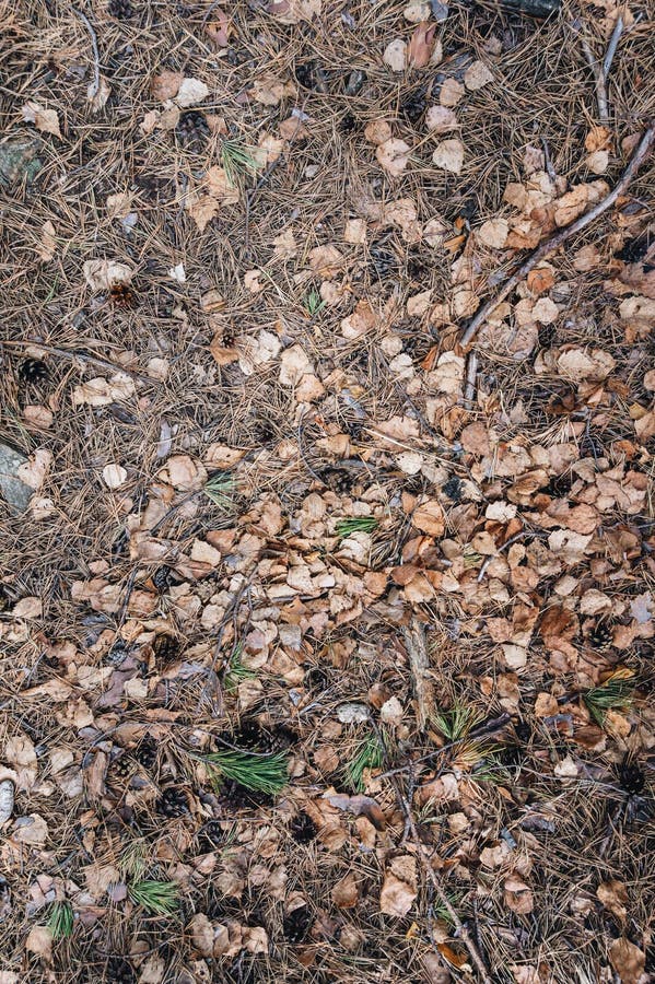 Ground Texture in the Forest with a Leaves and Tree Roots. Autumn ...