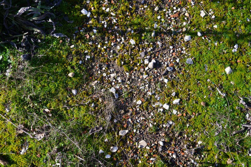 Ground Texture with Grass and Rocks Stock Image - Image of spring ...