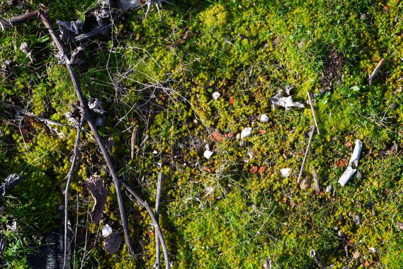 Ground Texture with Grass and Rocks Stock Image - Image of spring ...