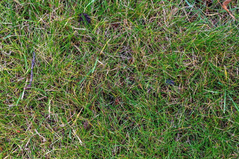 Ground Texture with Green Grass. Grass on the Lawn Stock Image - Image ...