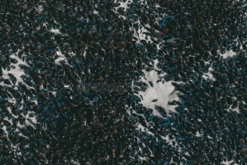 Clam Shells Growth Stock Photos - Free & Royalty-Free Stock Photos from ...