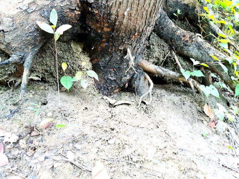 The Tree Trunk and Tree Trunk Above the Ground Stock Photo - Image of ...