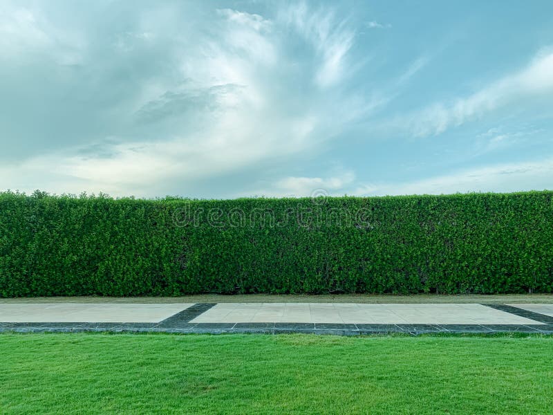 Ground to sky view stock image. Image of abstract, natural - 177259919