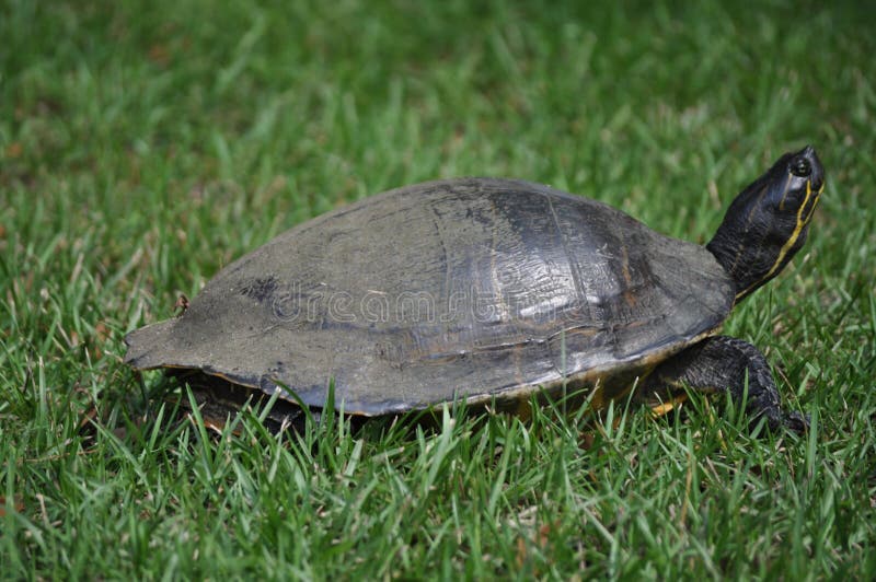 Ground turtle stock photo. Image of grass, life, wild - 27328780