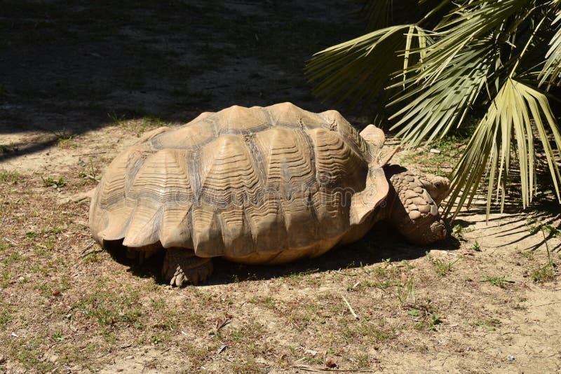 Ground turtle stock photo. Image of reptile, nails, fauna - 91215408