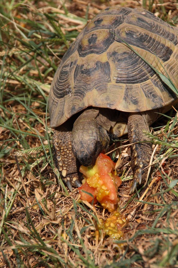 Portrait of a Turtle Eating Stock Photo - Image of reptile, turtle ...