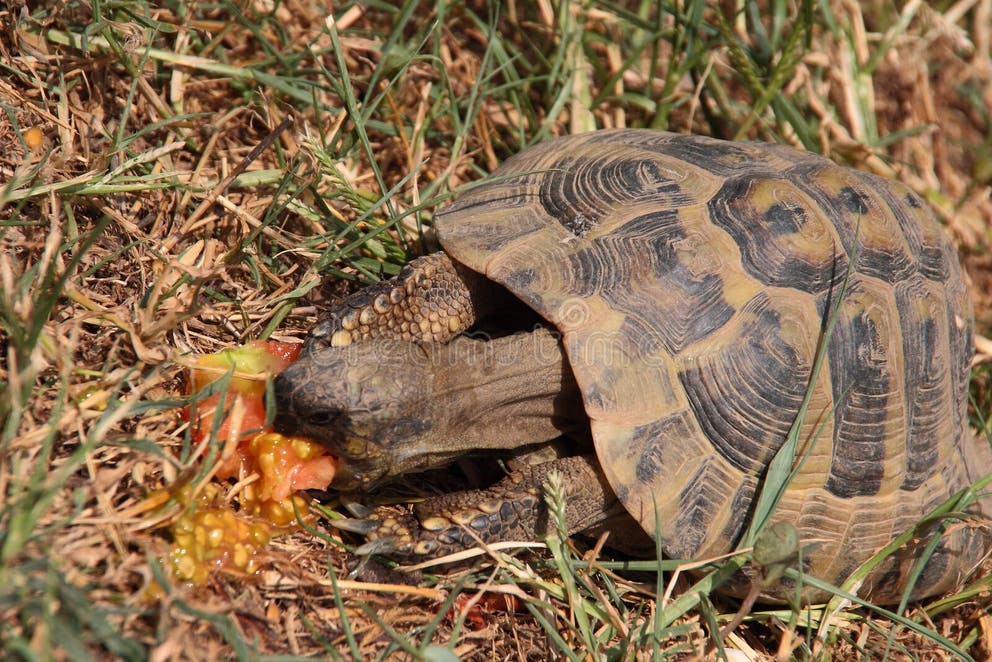 Portrait of a Turtle Eating Stock Photo - Image of reptile, hermanni ...