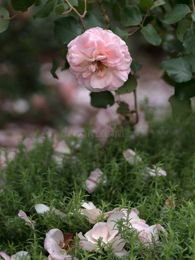The Ground Under a Pink Shrub Rose Covered in Fallen Petals. Stock ...