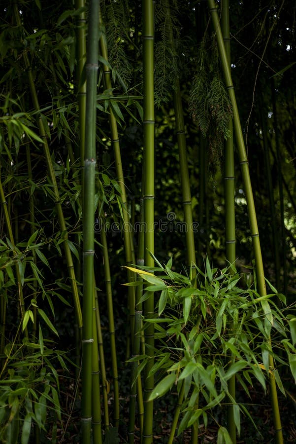 Ground View of Bamboos Growing in a Garden. Stock Image - Image of ...