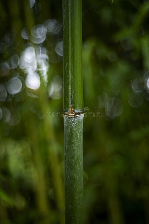 Ground View of Bamboos Growing in a Garden. Stock Photo - Image of ...