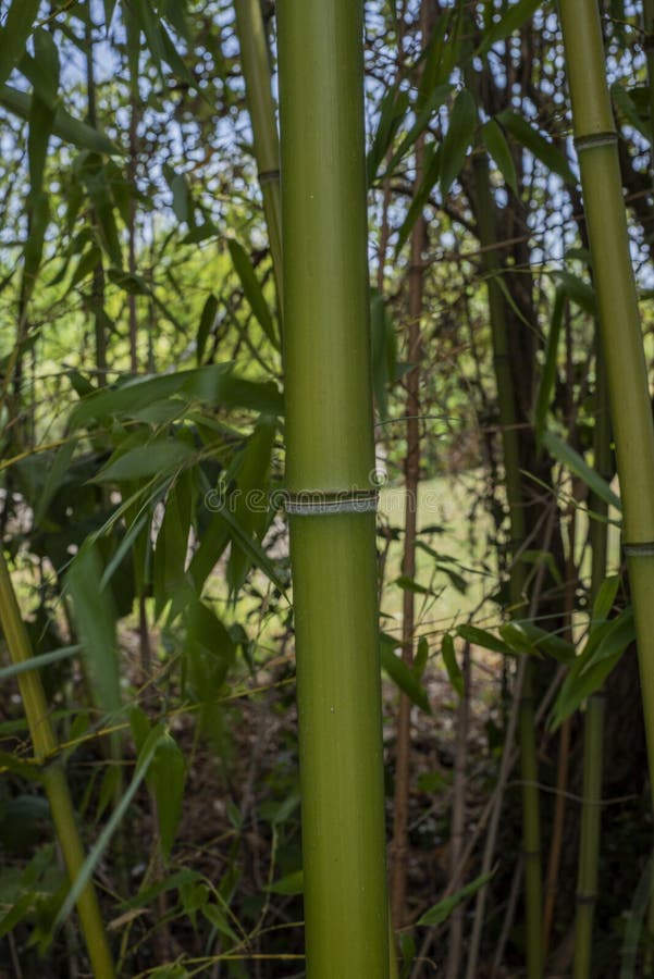 Ground View of Bamboos Growing in a Garden. Stock Image - Image of tree ...