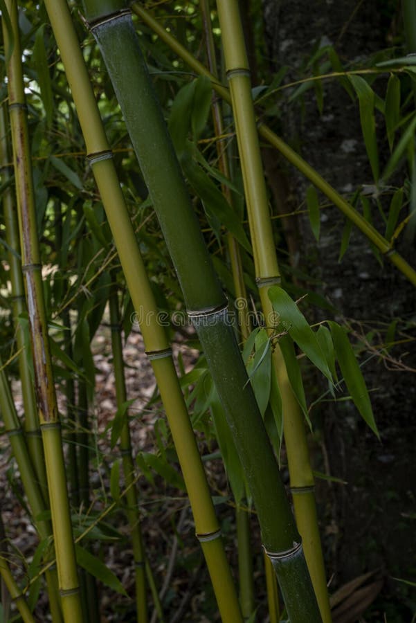Ground View of Bamboos Growing in a Garden. Stock Photo - Image of ...