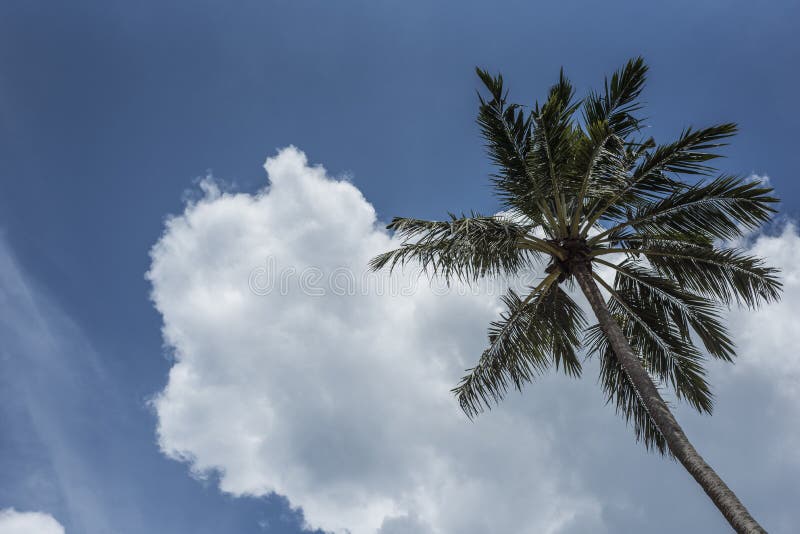 Ground View of Coconut Tree Stock Photo - Image of milk, plant: 176416270