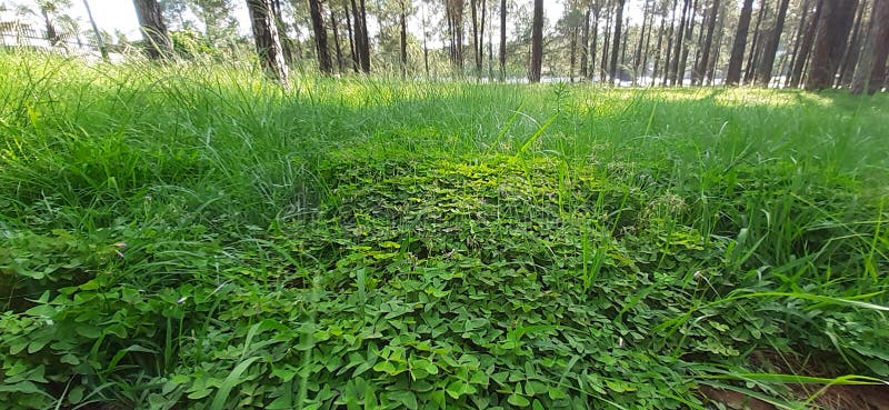 Ground view green stock image. Image of woodland, flower - 222384947