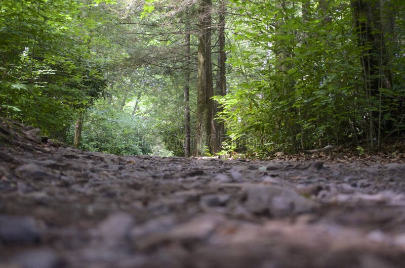 Walk in the Woods stock photo. Image of trees, green - 100356928