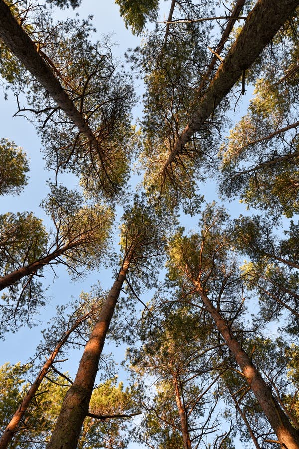 Pine tree forest stock photo. Image of trees, nature - 163280330