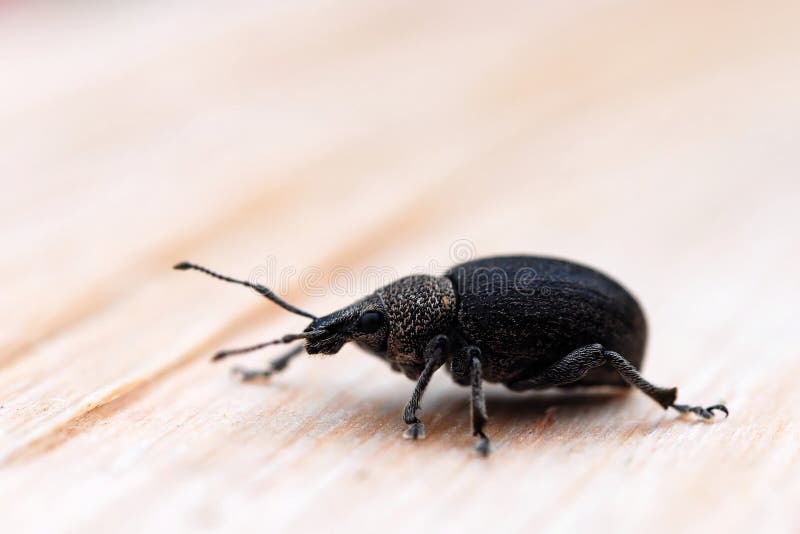 Ground Weevil stock image. Image of entomology, forest - 26568077
