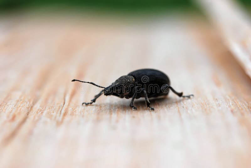 Ground Weevil stock image. Image of entomology, forest - 26568077