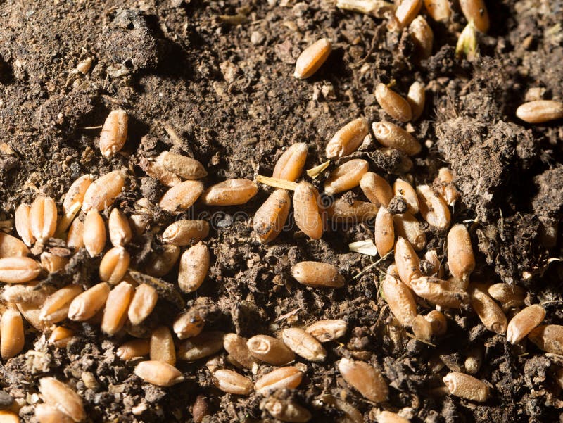 Wheat grain milled ground stock image. Image of backdrop - 38962927