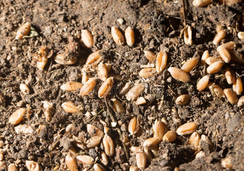 In the ground wheat stock image. Image of cooking, food - 89228743