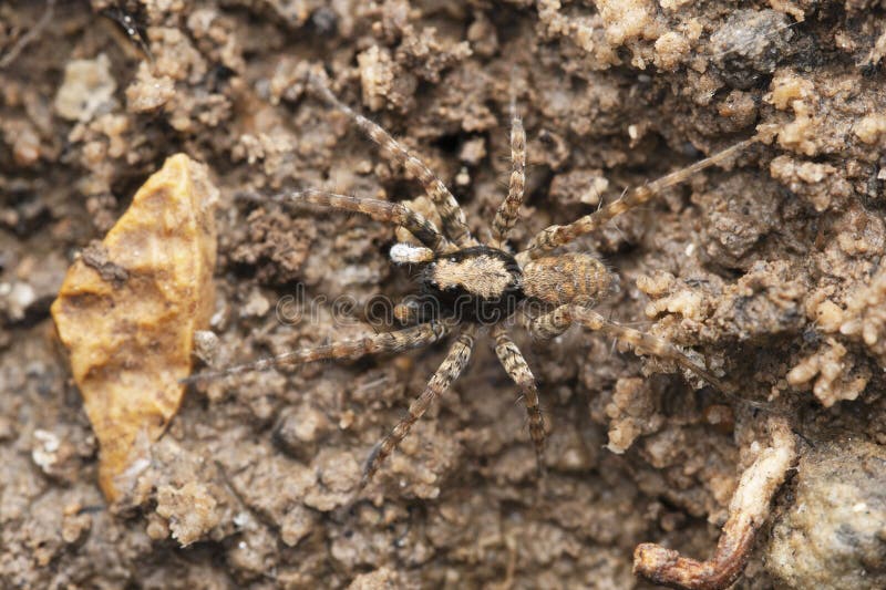 Ground Wolf Spider Dorsal, Pardosa Sumatrana, Satara, Maharashtra Stock ... Ground Wolf Spider Dorsal, Pardosa Sumatrana, Satara, Maharashtra Stock ...