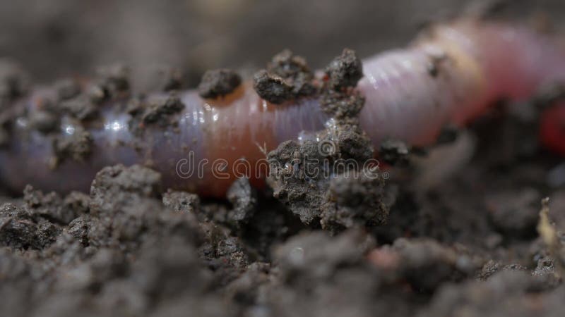Ground Worm Macro Video stock video. Video of worms - 145587661