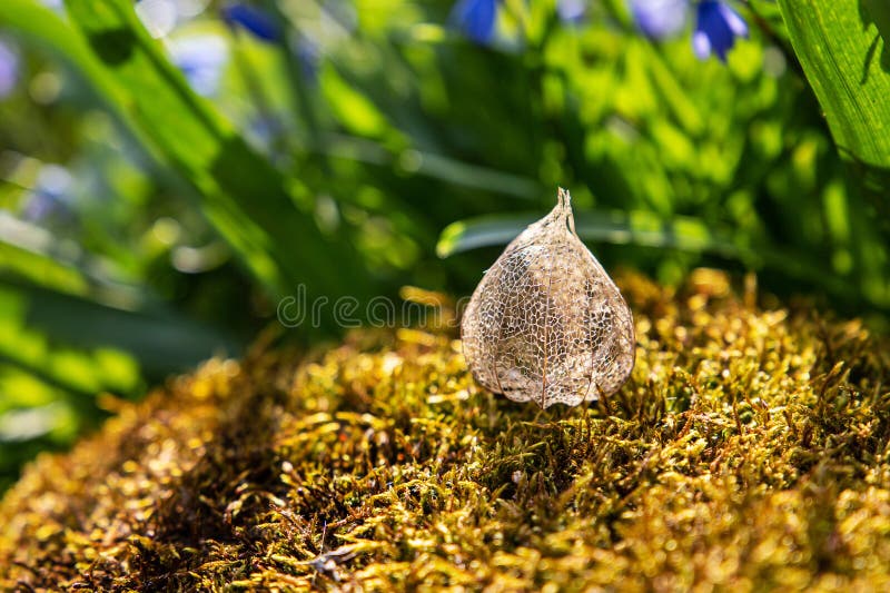 Groundcherry Shell Perched in the Moss. Lithuanian Nature Stock Image ...