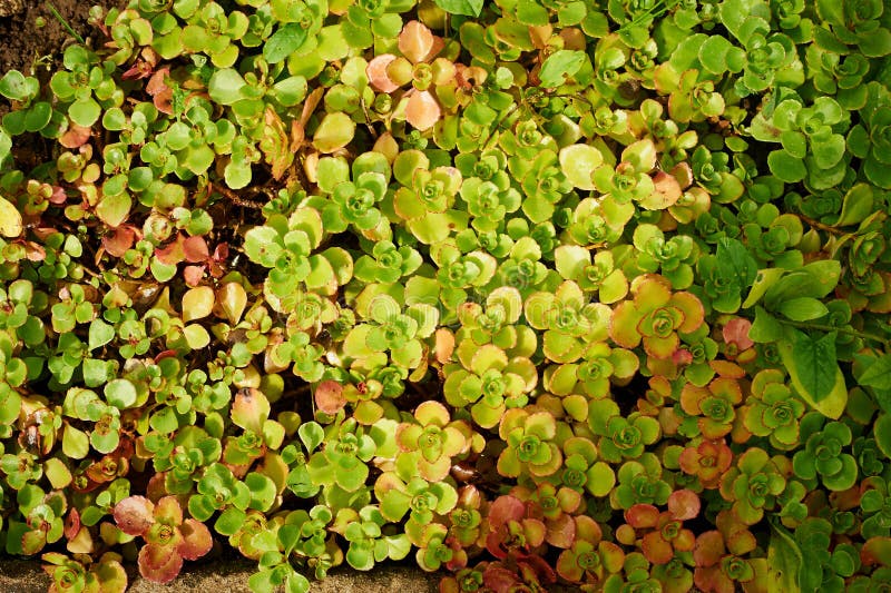 Groundcover Low-growing Decumbent Plant with a Red Tint.Texture Stock ...