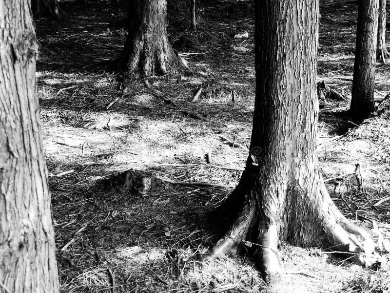 Grounded stock image. Image of grounded, white, trunks - 84802461