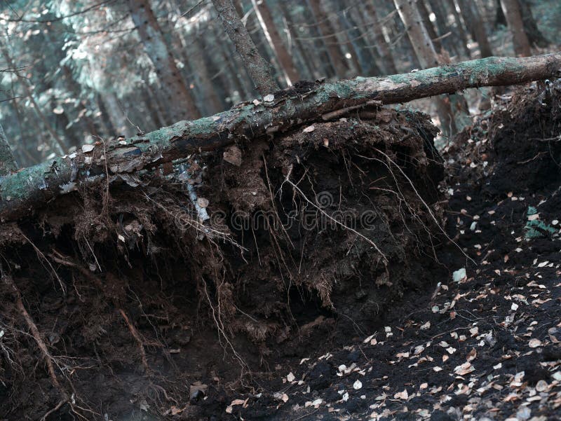 Grounded dead tree stock image. Image of crooked, grounded - 231665969