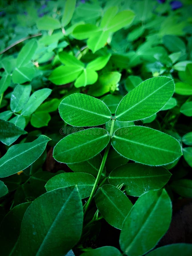 Grounded green beauty stock image. Image of wildflower - 263986027