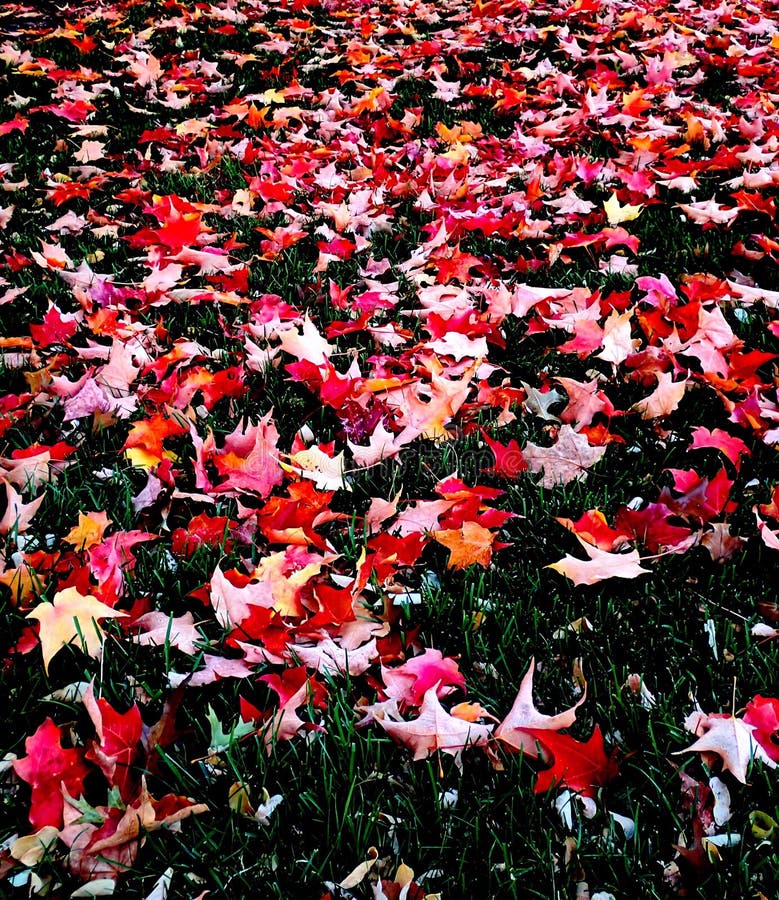 Grounded maple leaves stock photo. Image of detailed - 94036764