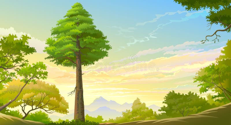 A Grounded View of a Large Tree and the Blue Sky Stock Vector ...