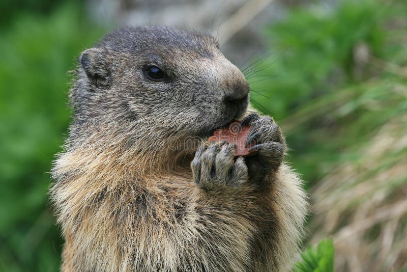 Funny Faced Young Groundhog Showing Teeth Stock Image - Image of mammal ...