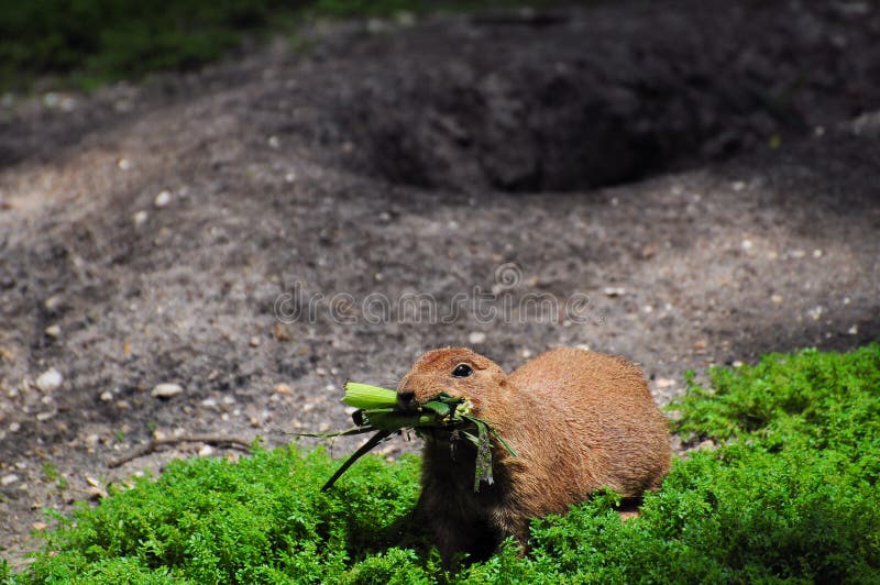 Groundhog stock image. Image of animals, food, days, hole - 19414503