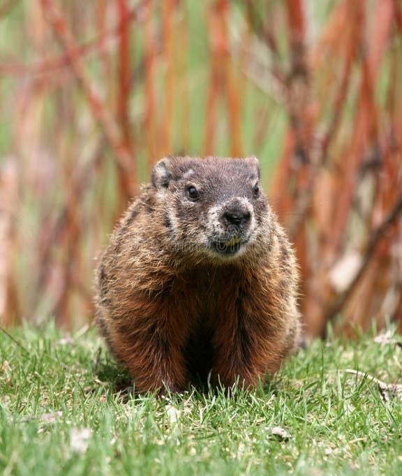 Groundhog stock photo. Image of canada, woodchuck, national - 2339858
