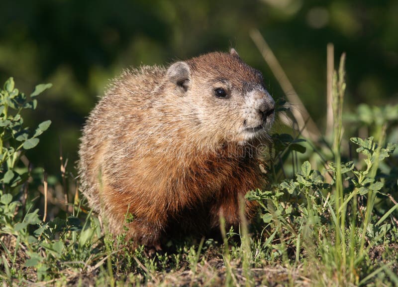 Groundhog stock image. Image of outdoors, animal, nature - 2487015