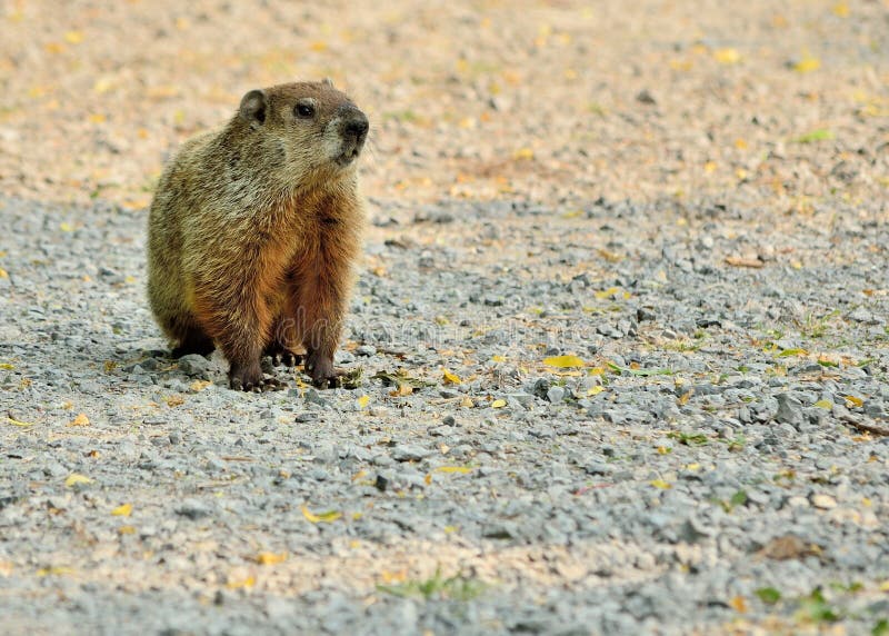 Groundhog stock image. Image of groundhog, wildlife, marmota - 32800583