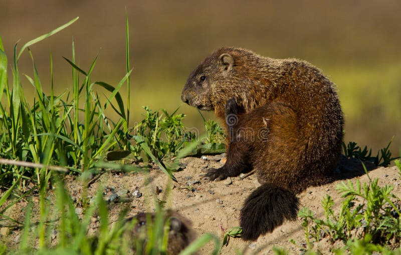 Two Woodchuck Pups in Nature Stock Image - Image of woodchuck, wild ...