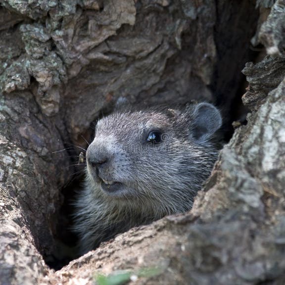Groundhog stock image. Image of young, tree, home, hiding - 5480599