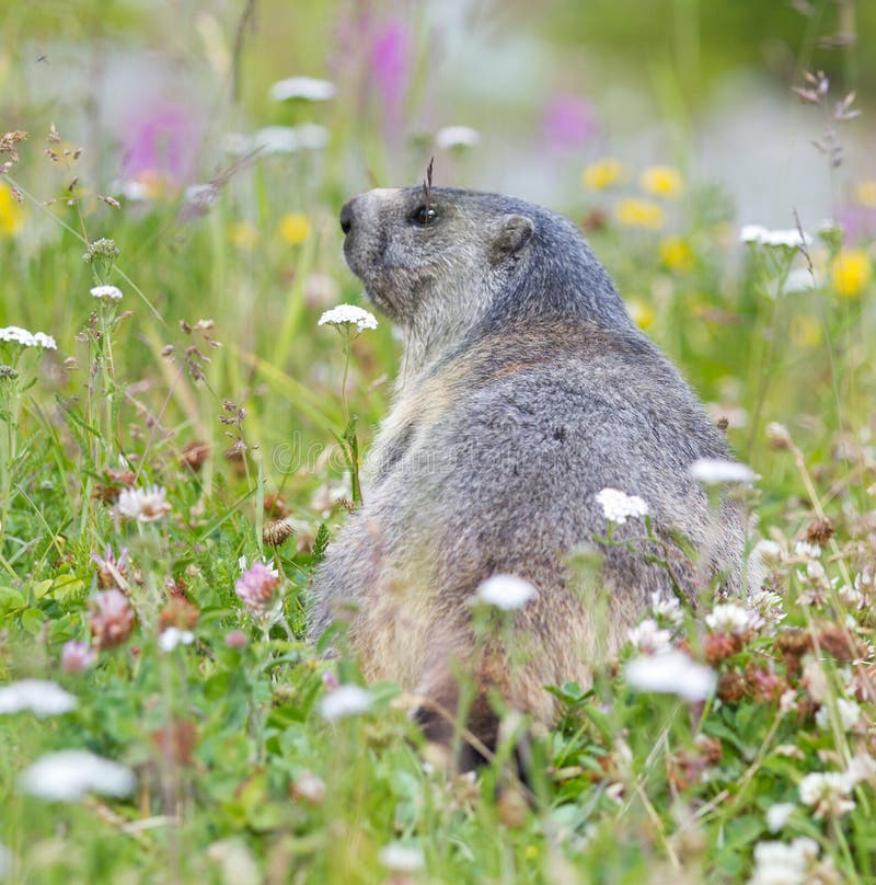 Groundhog on Alpine Flower Meadow Stock Image - Image of mammal, monax ...