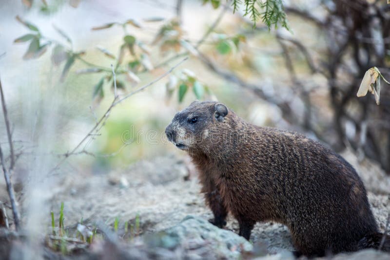 Groundhog - Spring Day in Edward Garden Stock Photo - Image of gardens ...