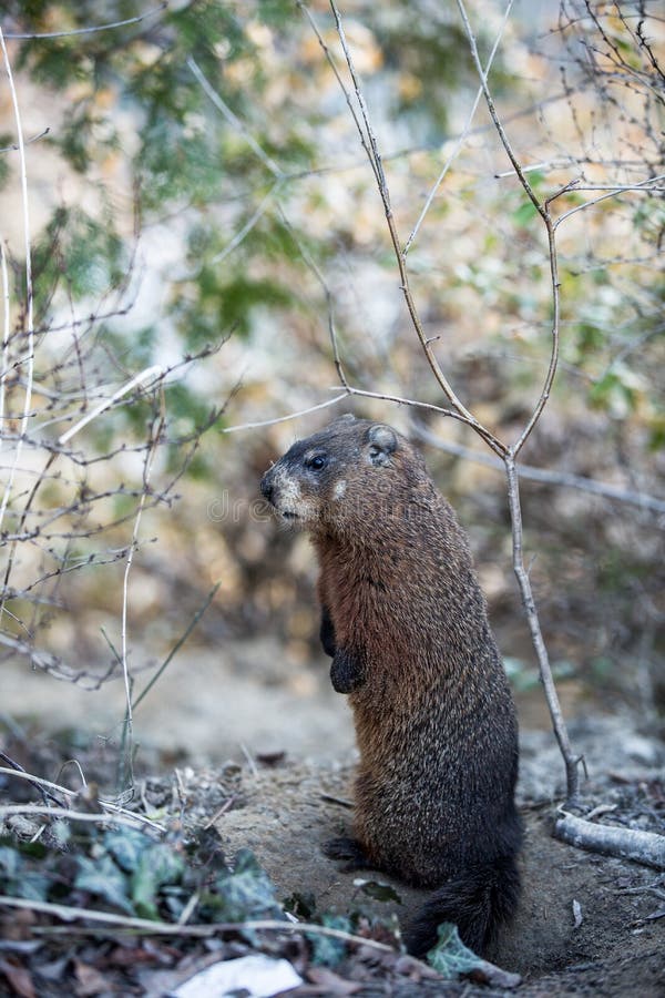 Groundhog - Spring Day in Edward Garden Stock Photo - Image of gardens ...