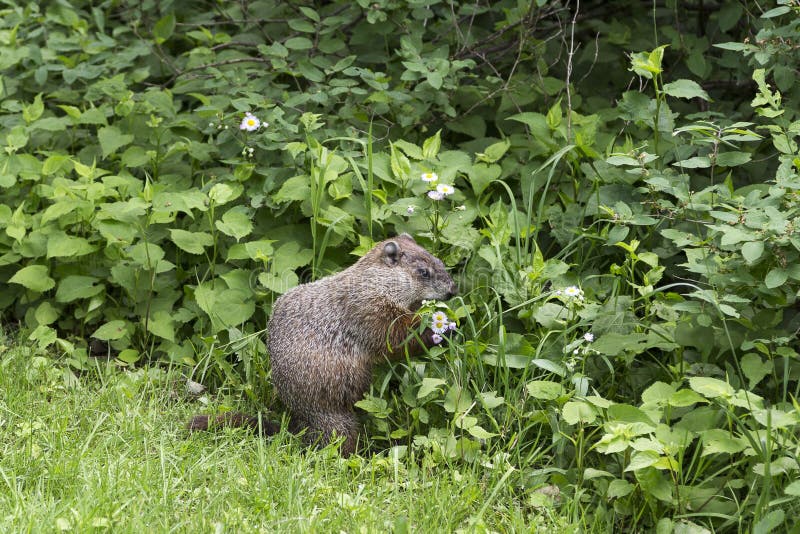 Groundhog Bien Nourri Avide Mangeant De Petites Fleurs Sauvages Image ...
