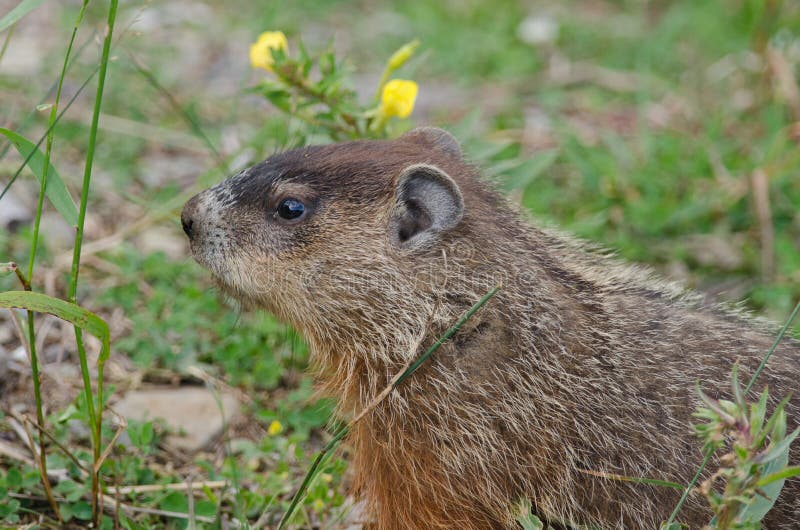 Groundhog stock photo. Image of groundhog, marmot, close - 63423968
