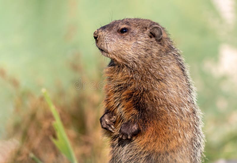Groundhog Closeup Standing with Soft Green Background Copy Space Stock ...