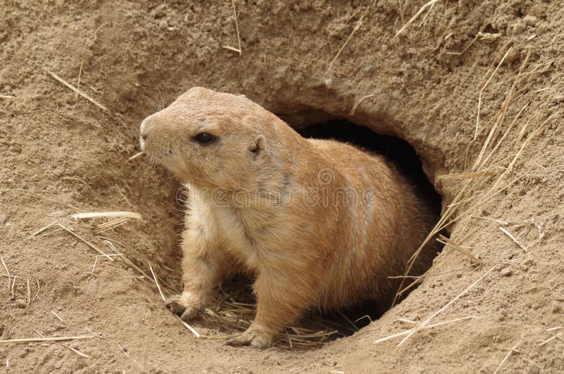 Groundhog stock photo. Image of mammal, marmotte, mammalia - 47993796